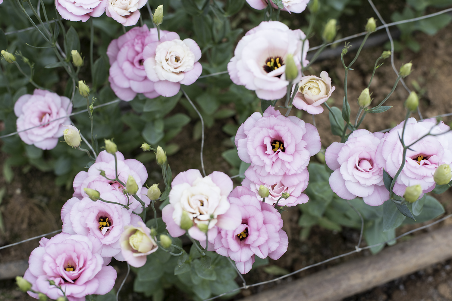 Íslensk kirsuber og gul hindber | EatRVK